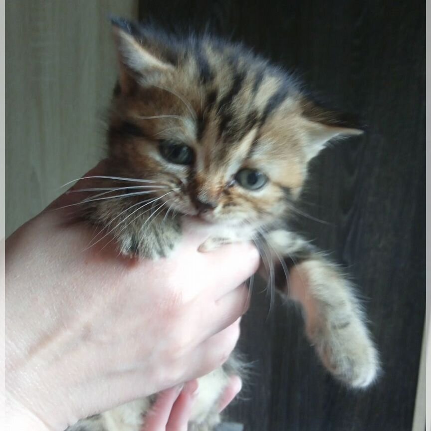 Британский короткошёрстный котёнок