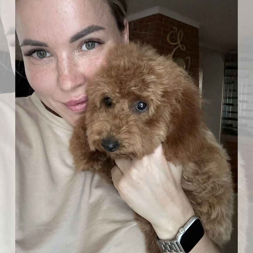 Карликовый пудель, щенок