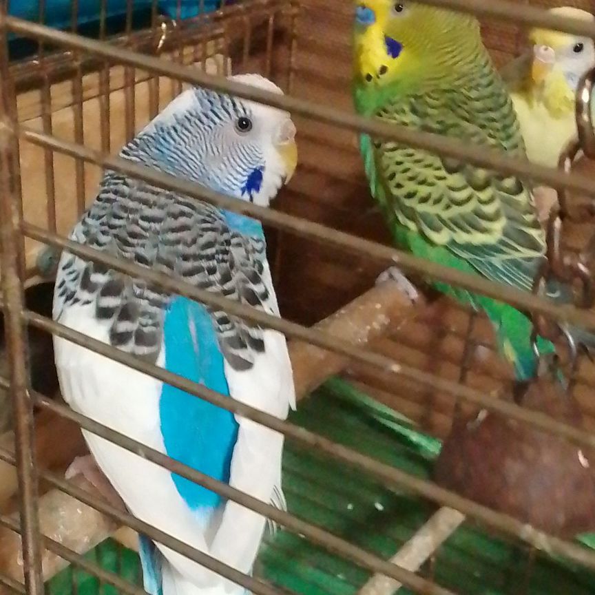 Волнистый попугай