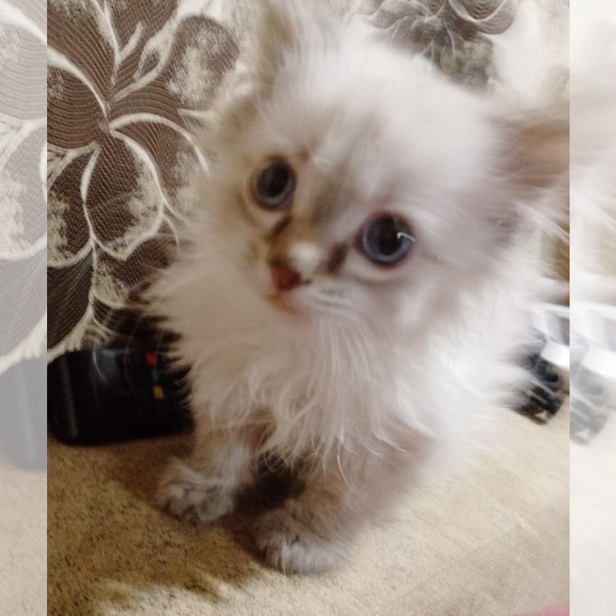 Невский маскарадный котёнок