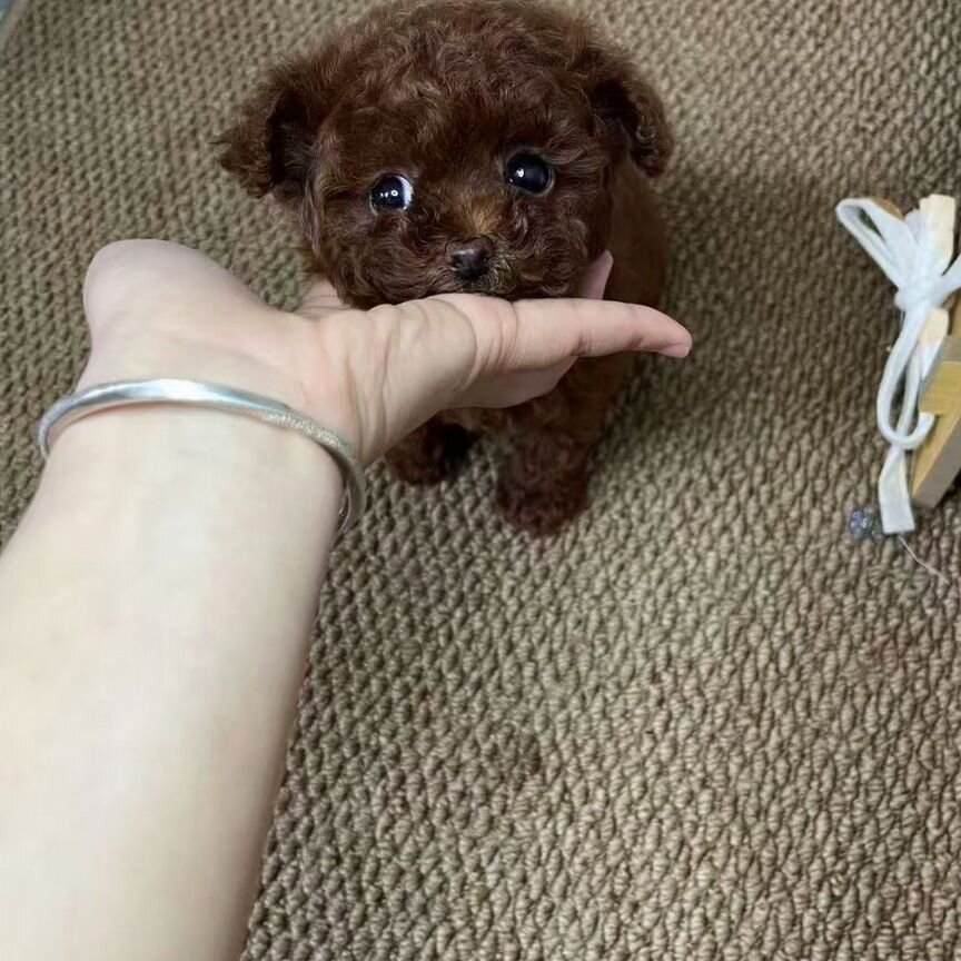 Той-пудель, щенок