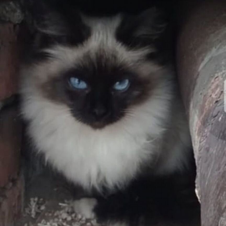 Сиамская кошечка нашли