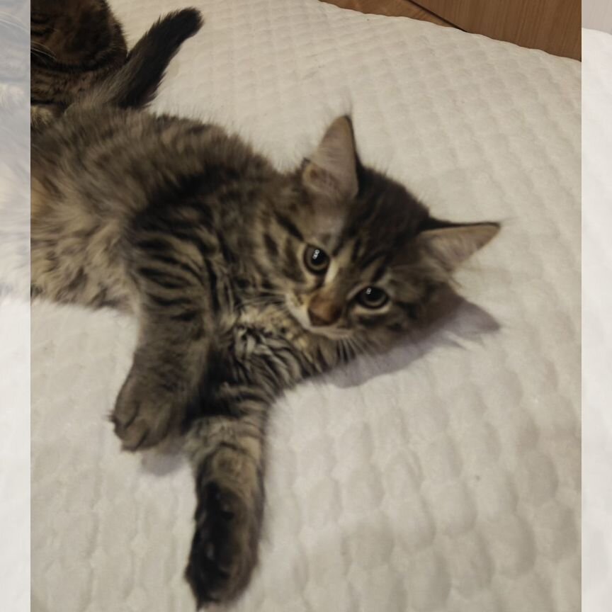 Котёнок в добрые руки