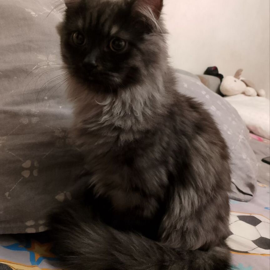 Котик в хорошие руки