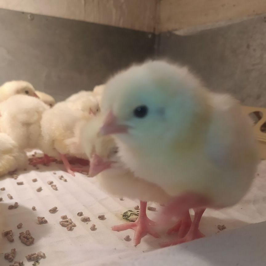 Цыплята бройлеры кобб 500 Испания