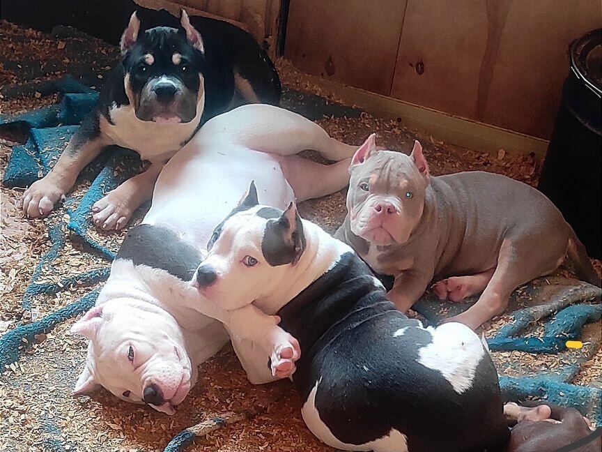 Стандарт и Покеты американский булли