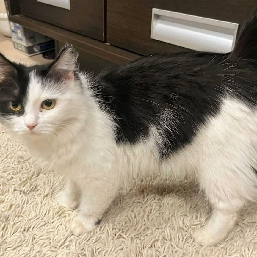 Пушистая Люси в добрый дом