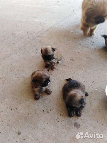Щенки пекинеса