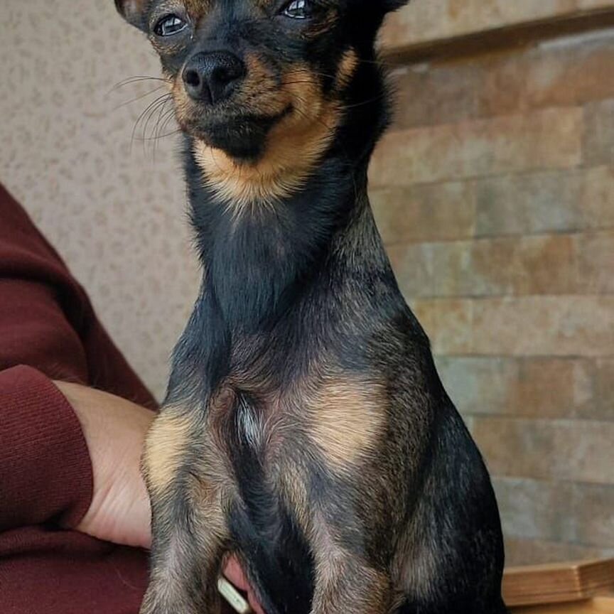 Мини той-терьер щенки