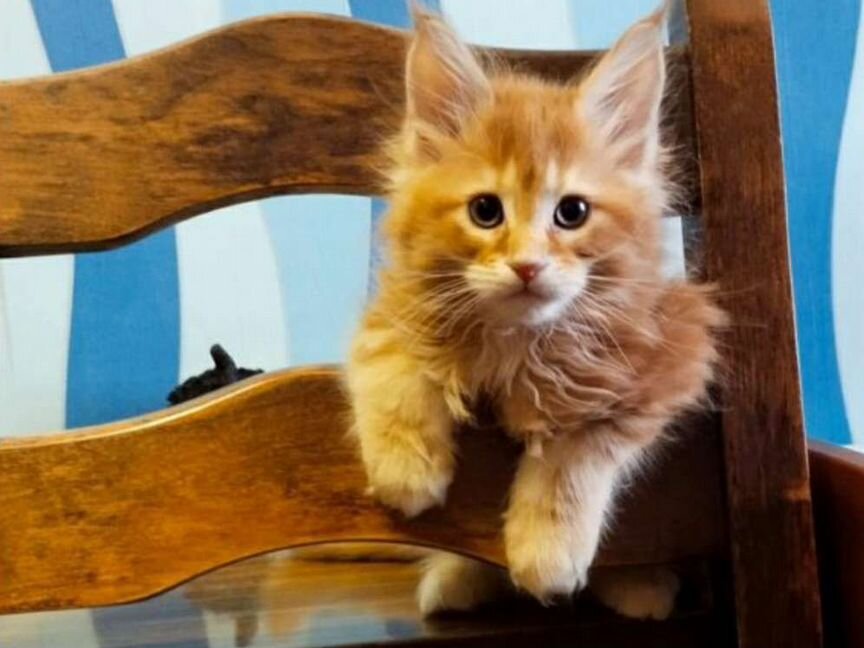 Брутальные Рыжие и Тигровые дети гиганты