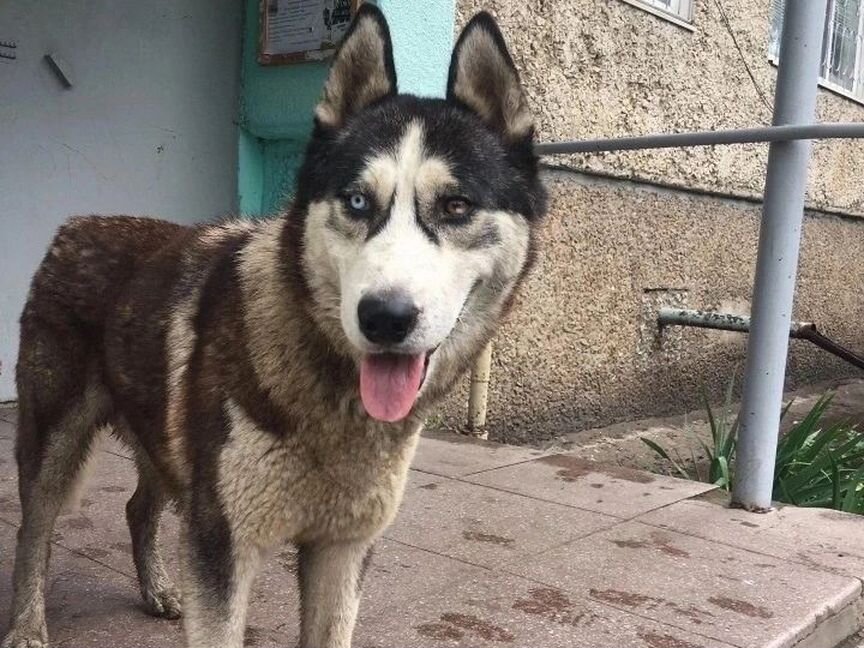 Хаски. Попал в отлов