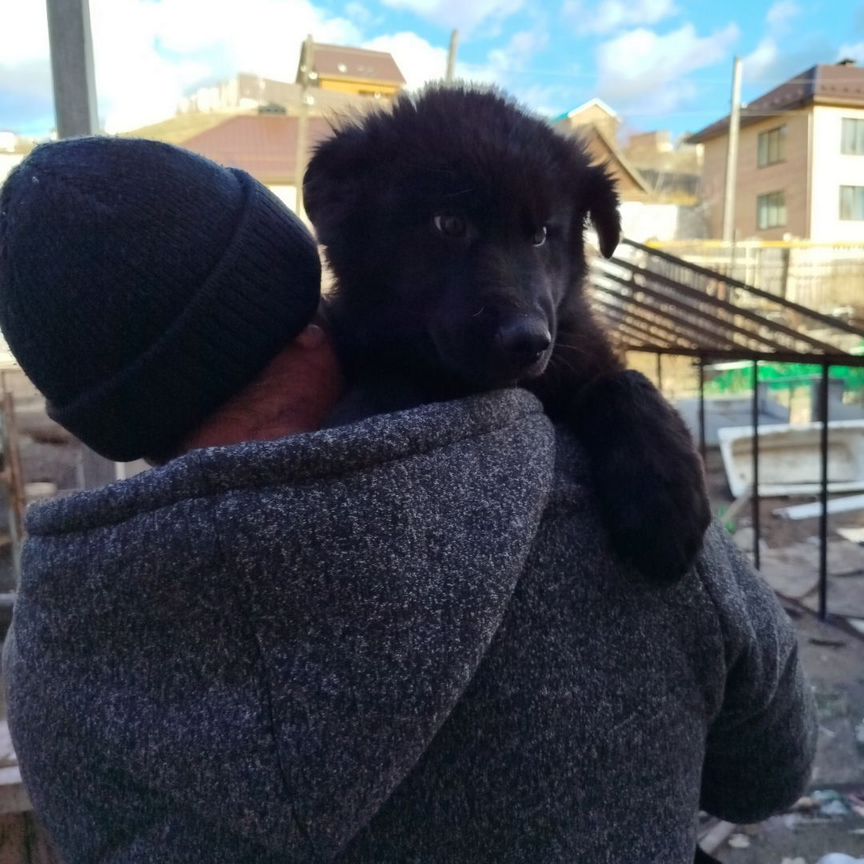 Щенки немецкой овчарки