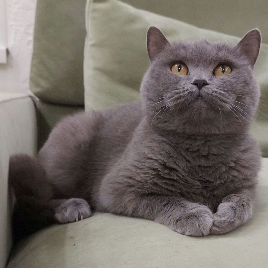 Британская короткошёрстная, взрослая кошка