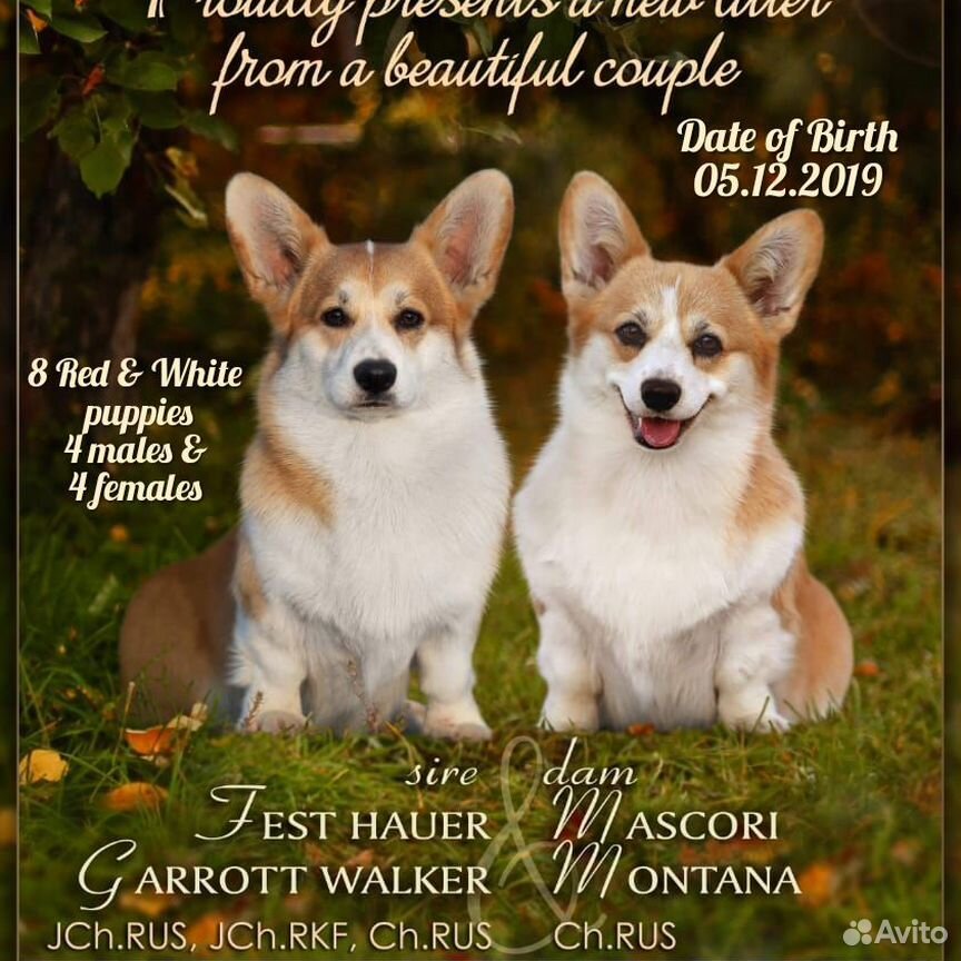Щенки корги питомник