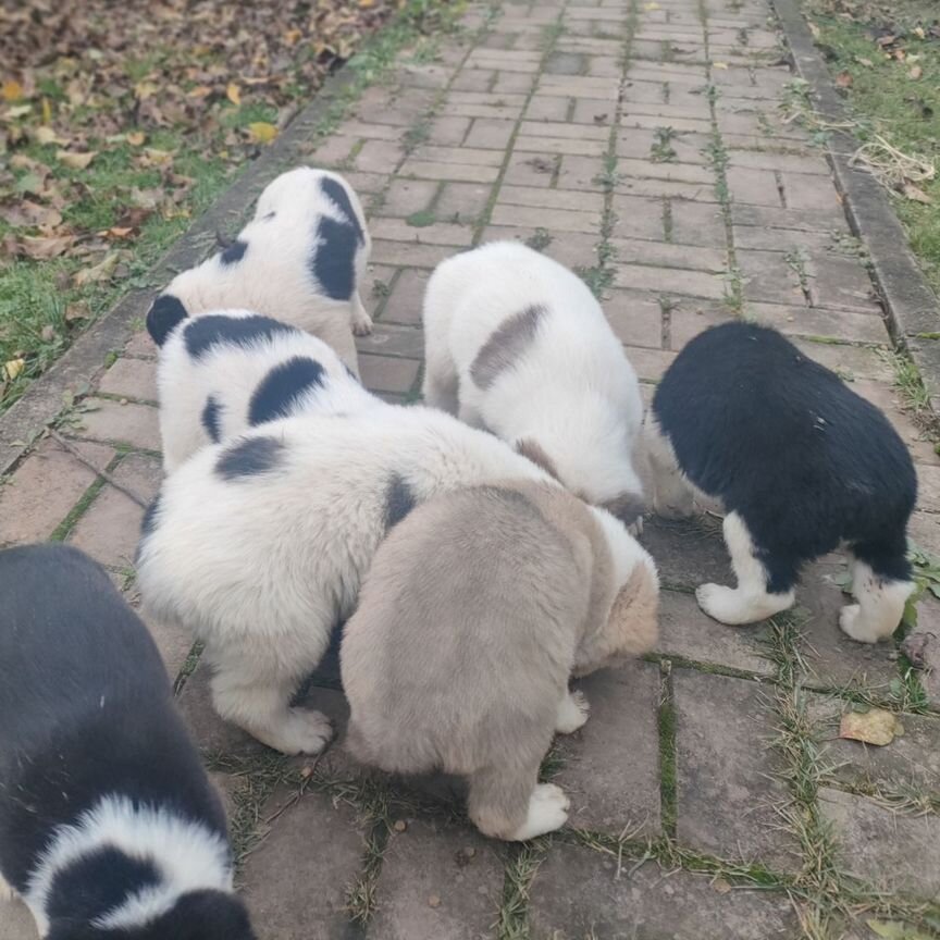 Среднеазиатская овчарка, щенок