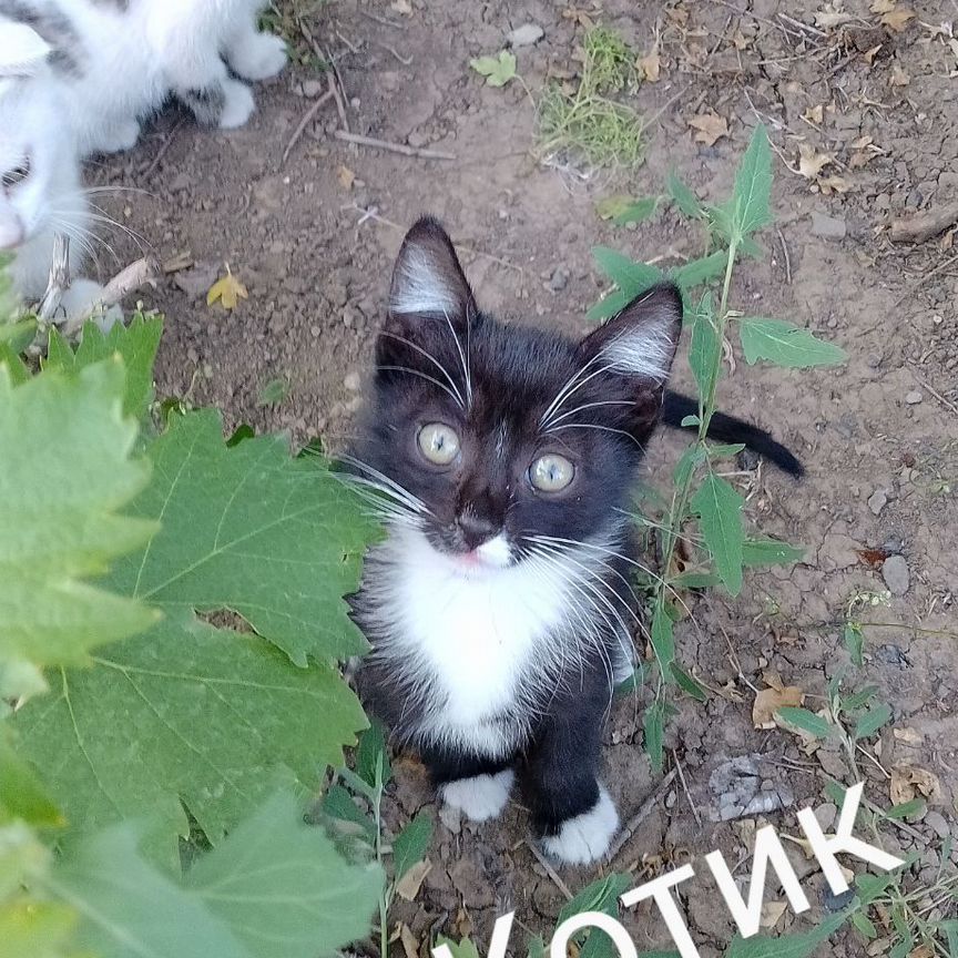 Котята в добрые руки бесплатно