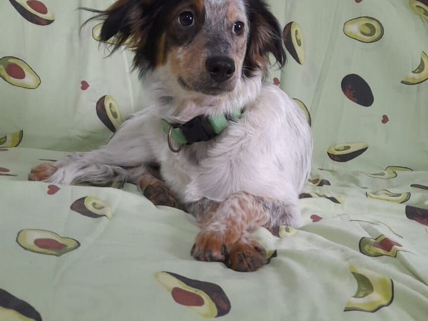 Собака бородач в добрые руки