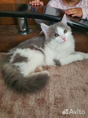 Котёнок пушистик