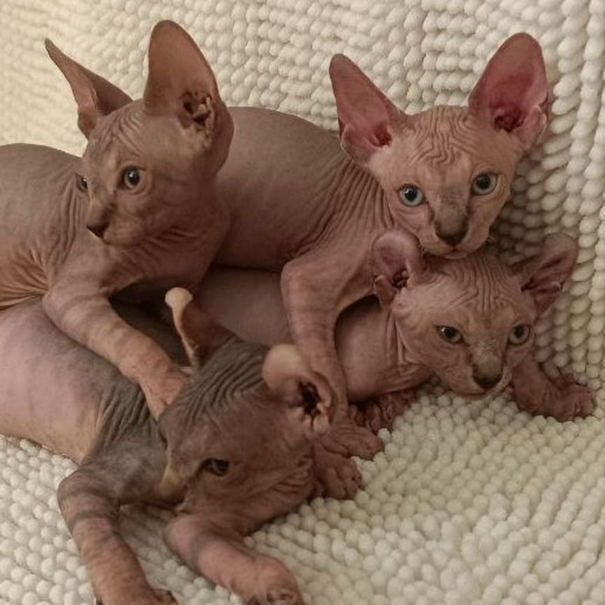 Канадские малыши и эльфики