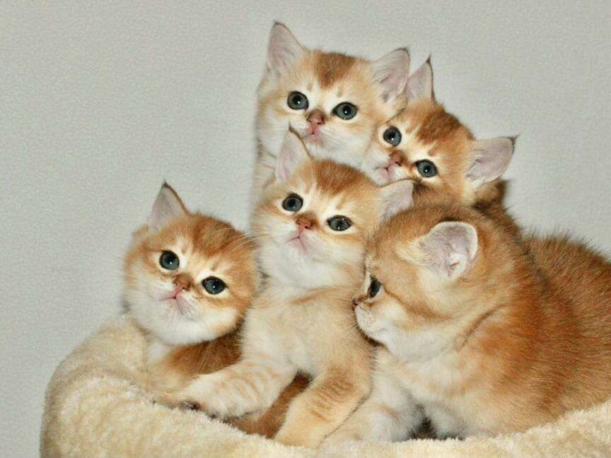 Золотые котята, мальчики