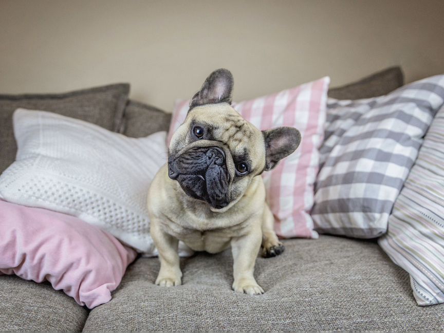 Французский бульдог кабель вязка Чемпион