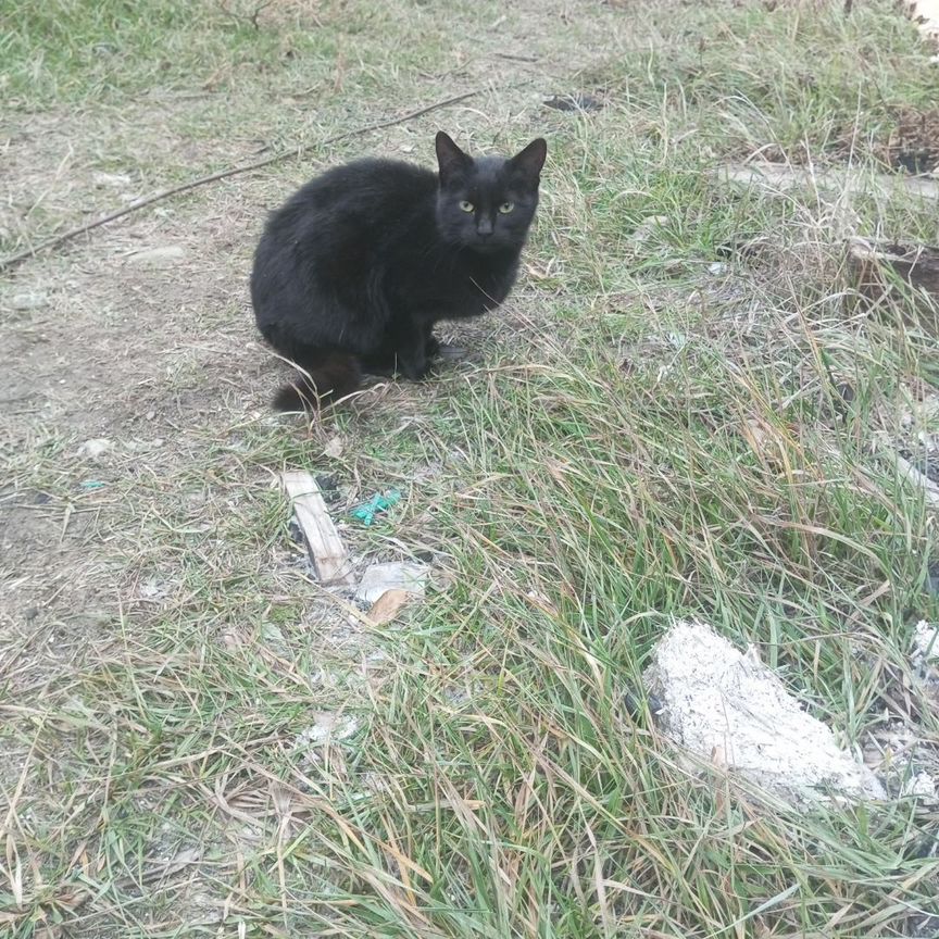 Кошки
