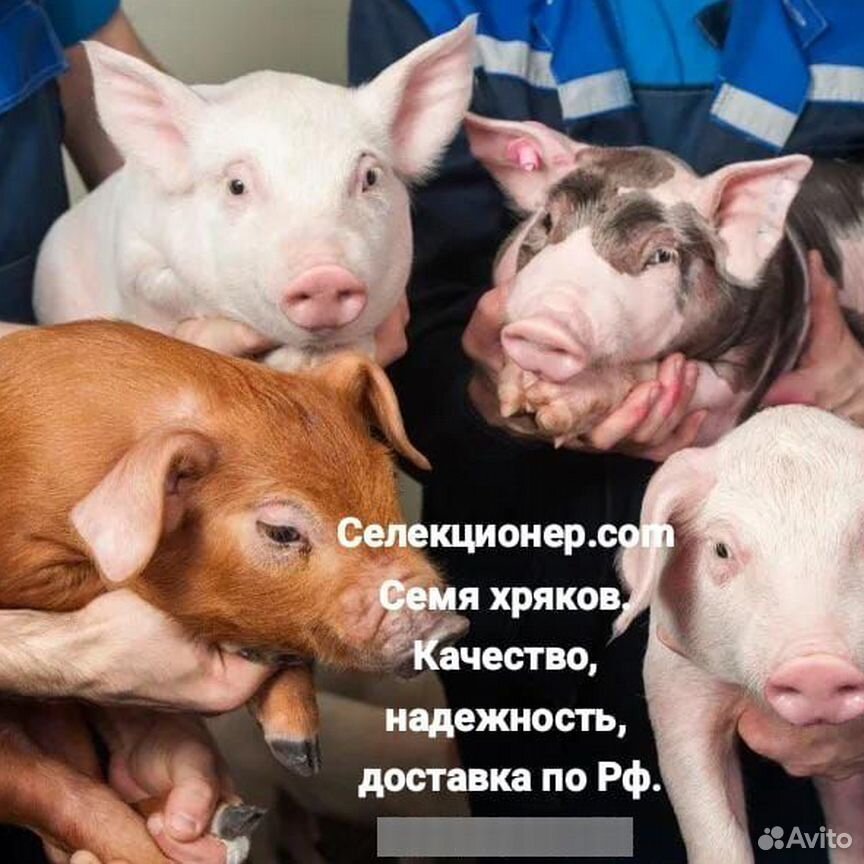 Семя хряка для лпх