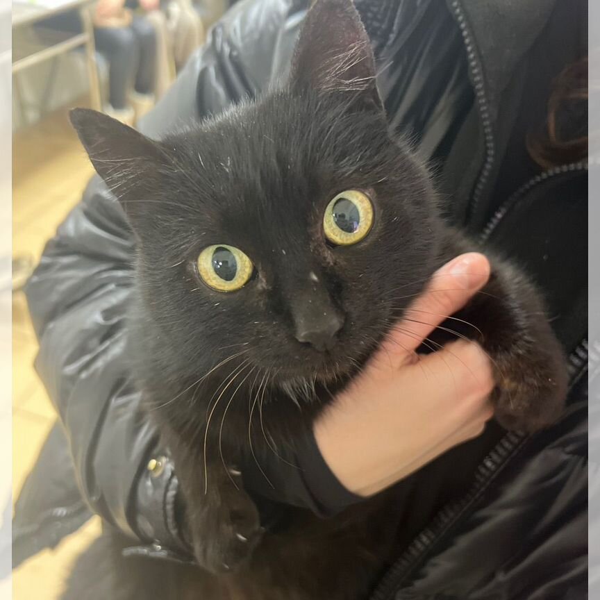 Взрослая, Девочка кошка в добрые руки