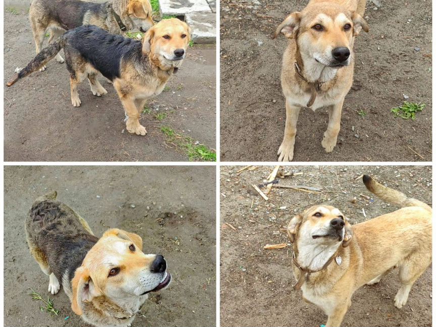 Взрослые щенки-охранники в добрые руки