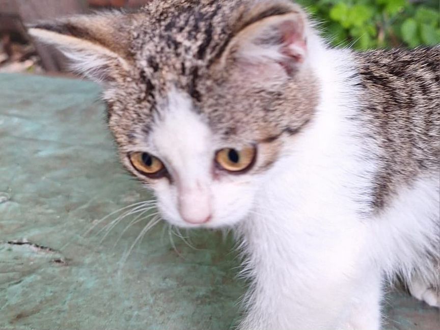 Котёнок-девочка Боня