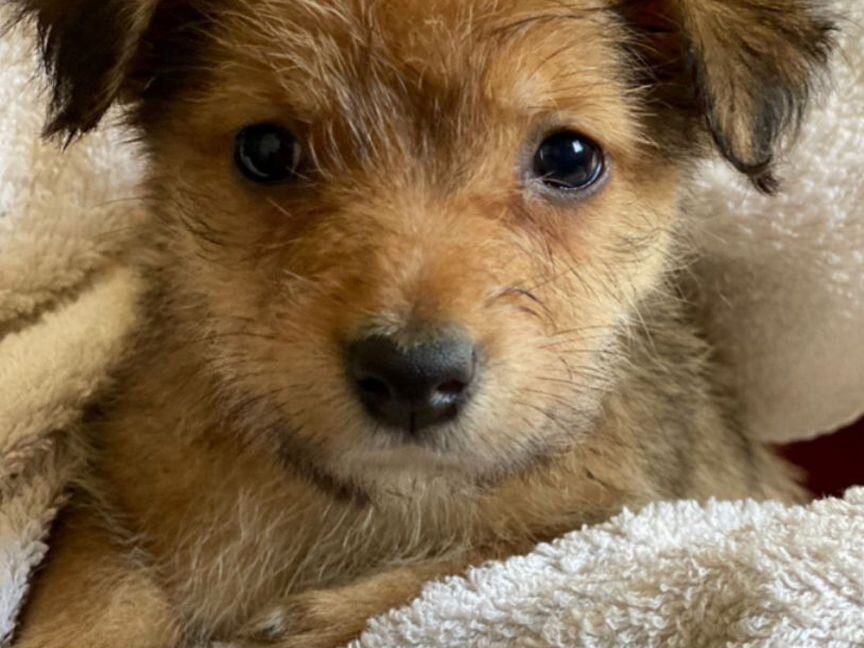 Щеночки спасеныши ищут дом