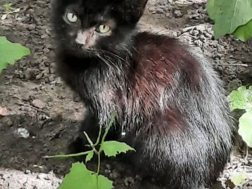 Котенок чисто черный один