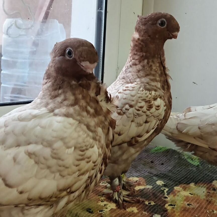 Голуби блондинеты