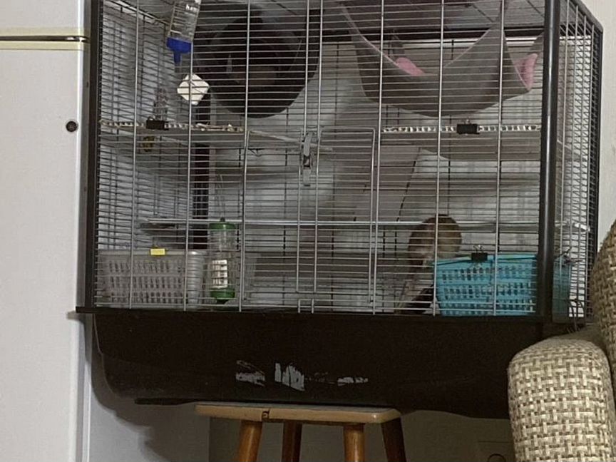 Клетка для грызунов большая Savic Zeno 2