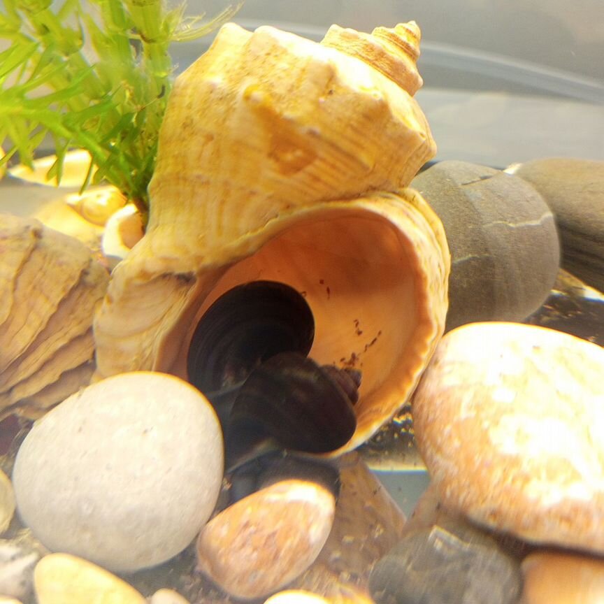 Отдам улиток аквариумных