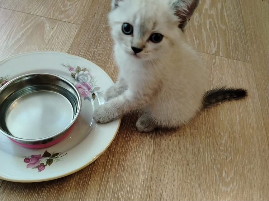 Котенок британец