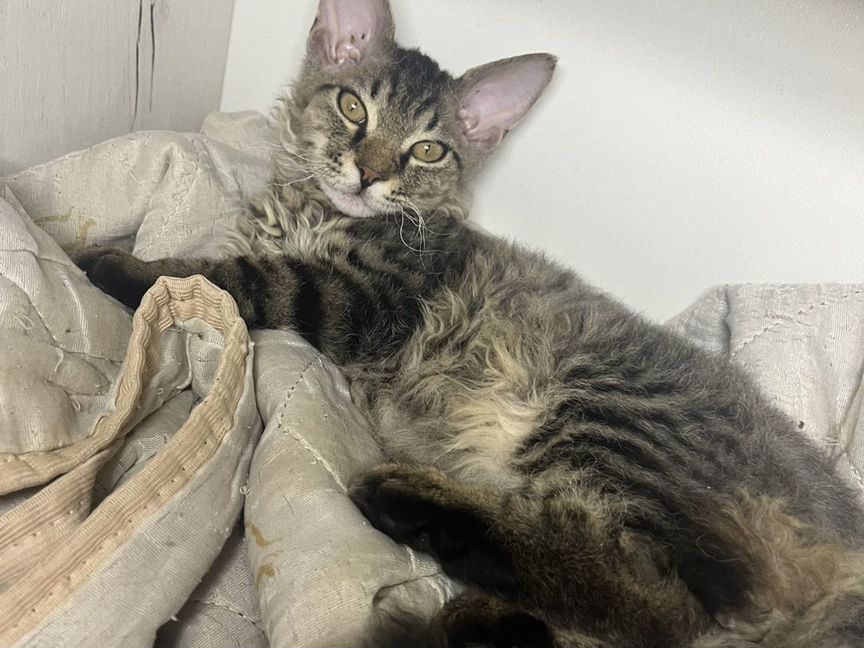 Сфинкс+ сибирская