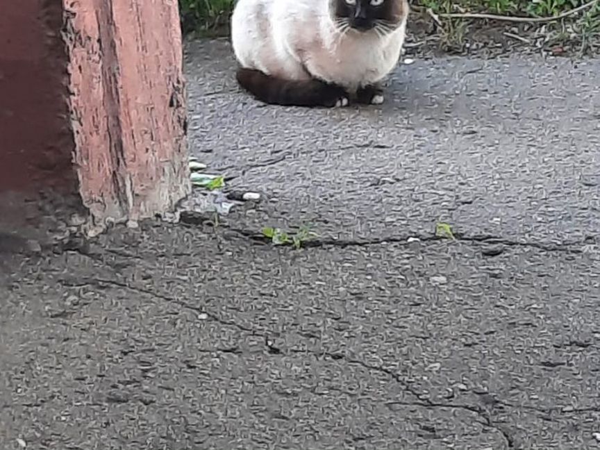 Найден котик, его забрали в приют