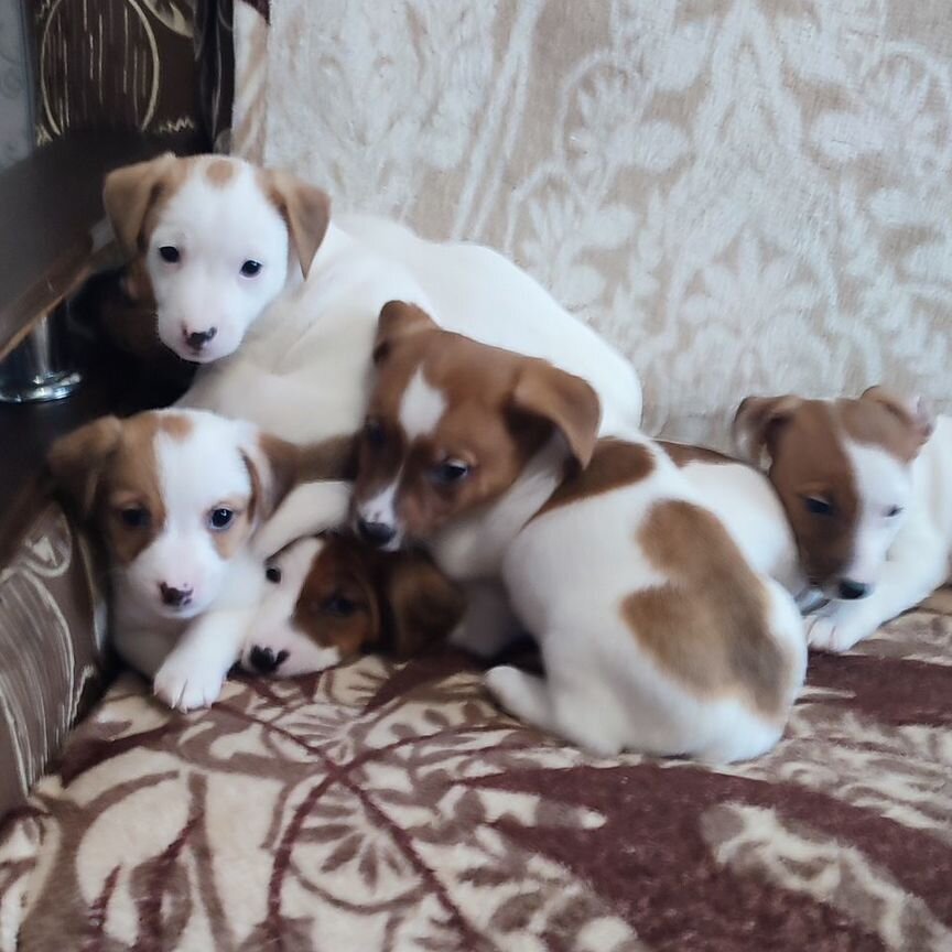 Джек-рассел-терьер, щенок