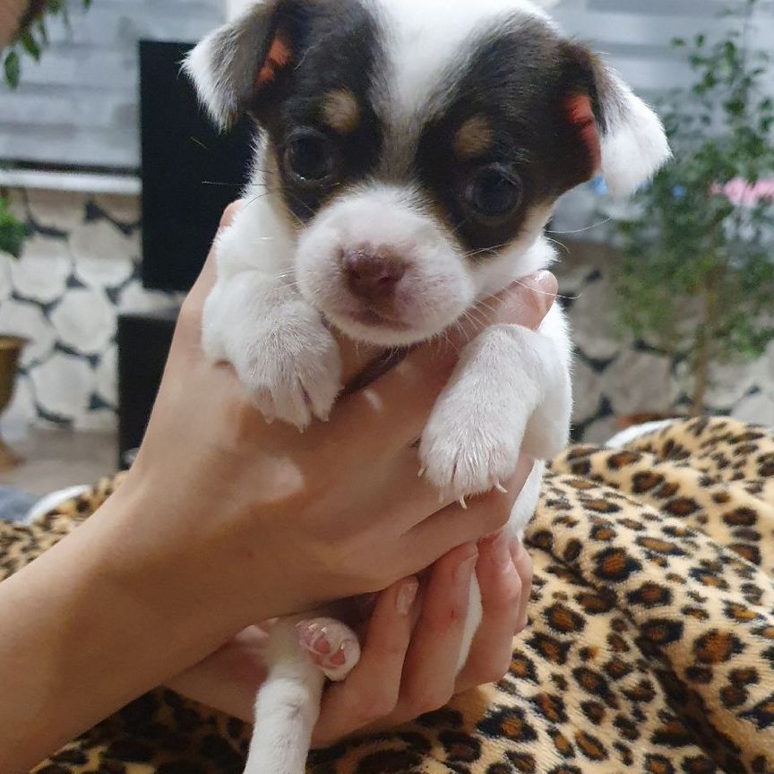 Чихуахуа, щенок