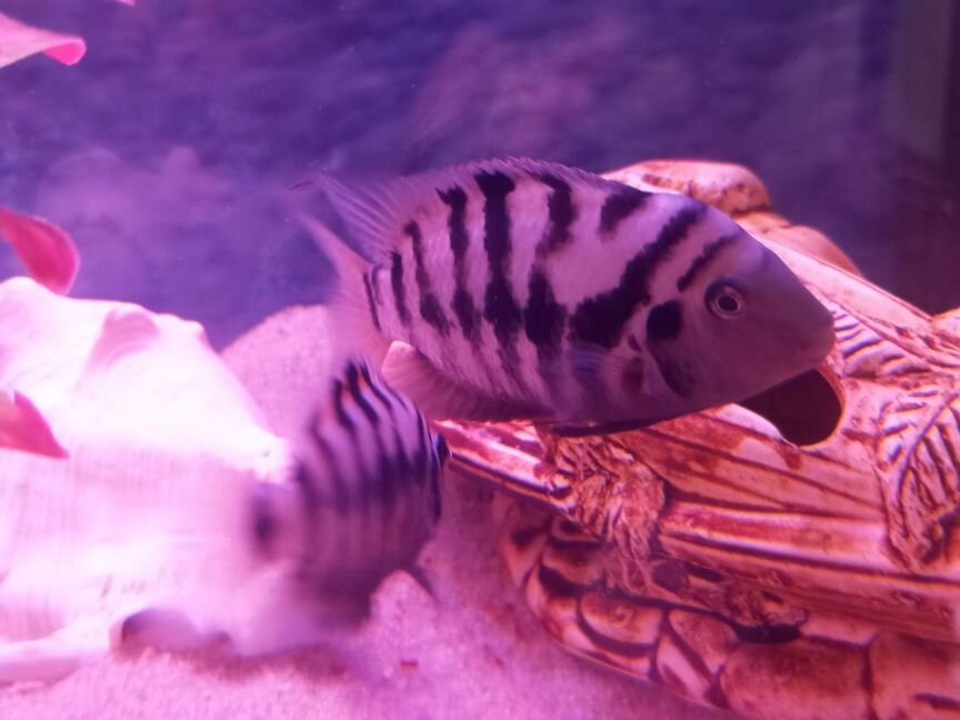 Аквариумные рыбы Цихлиды