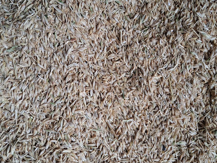 Зерноотходы ячмень