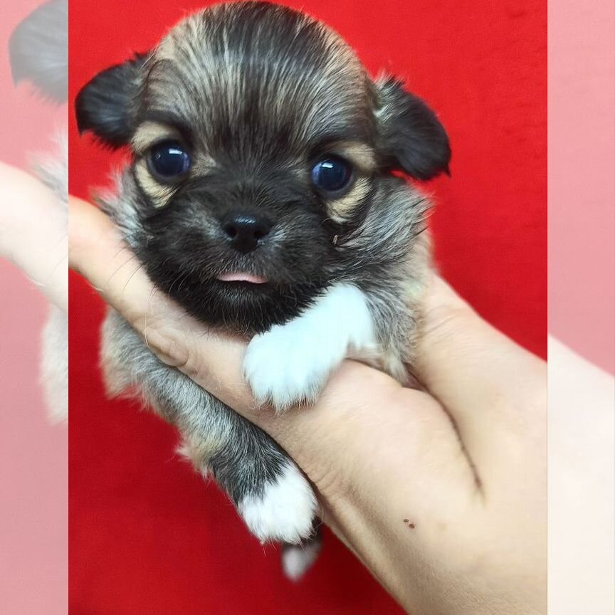 Мальчик красавчик чихуахуа