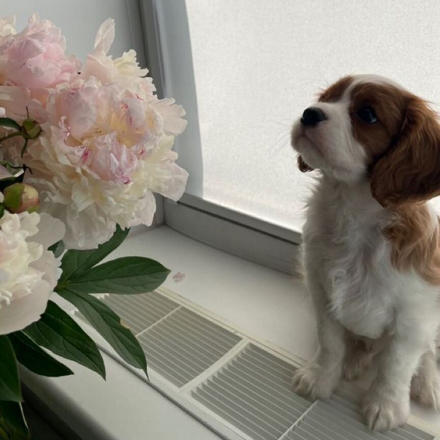 Кавалер кинг чарльз спаниель мини стандарт