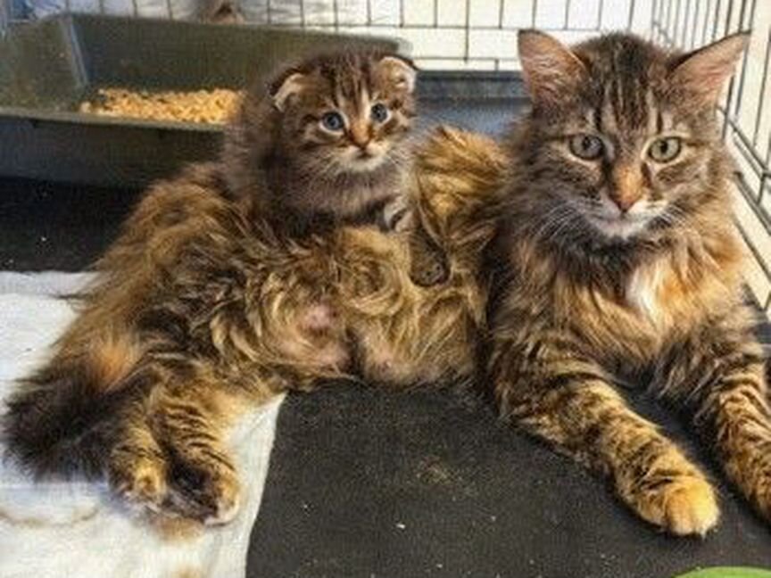 Кошка и её вислоухий котёнок в добрые руки