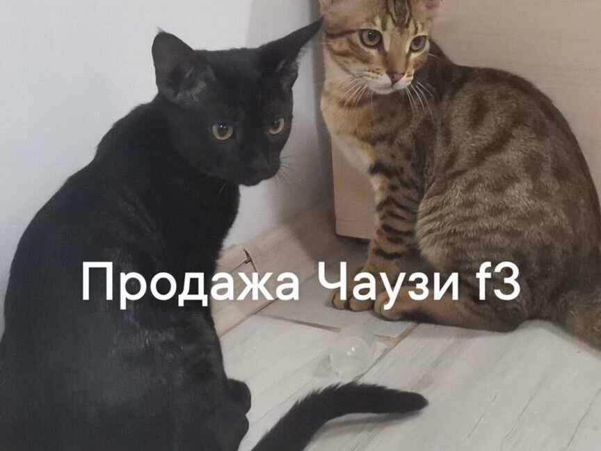 Чаузи ф3