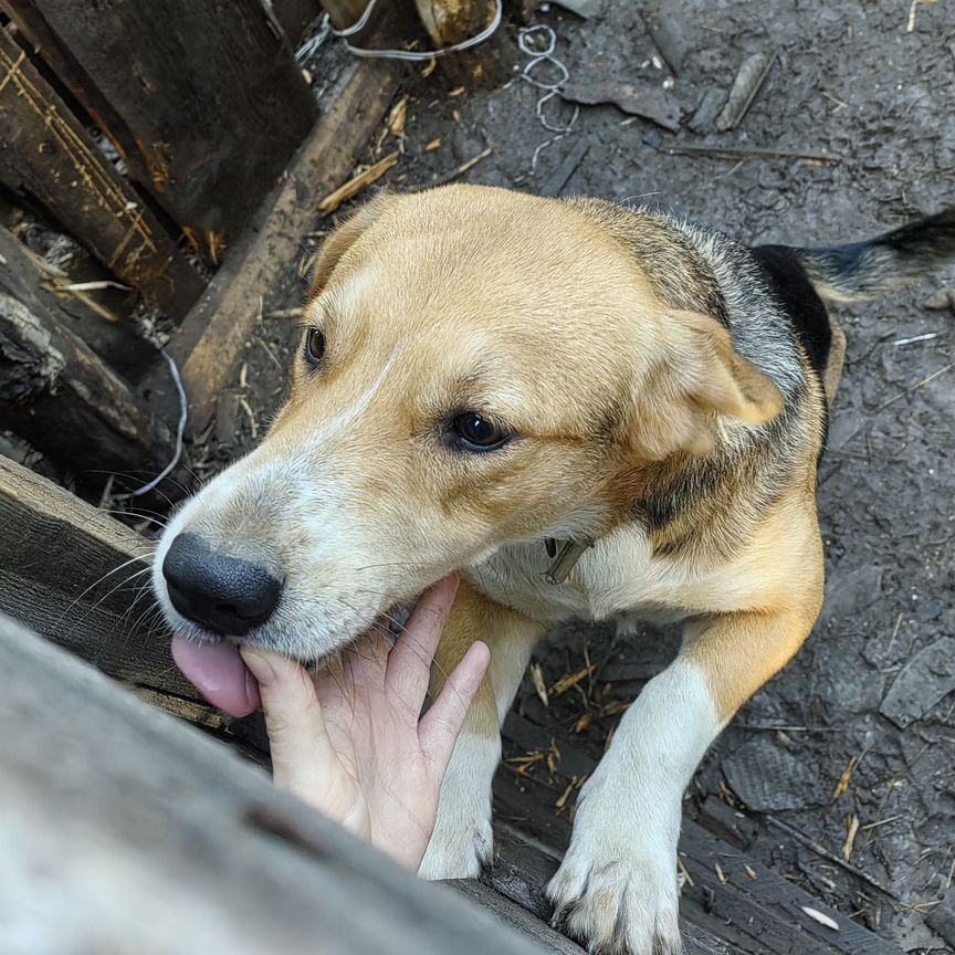 Охотничья собака