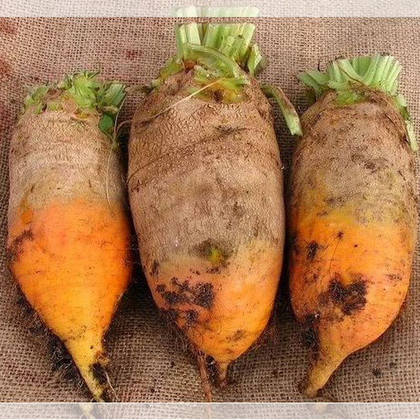 Свекла кормовая (буряк)