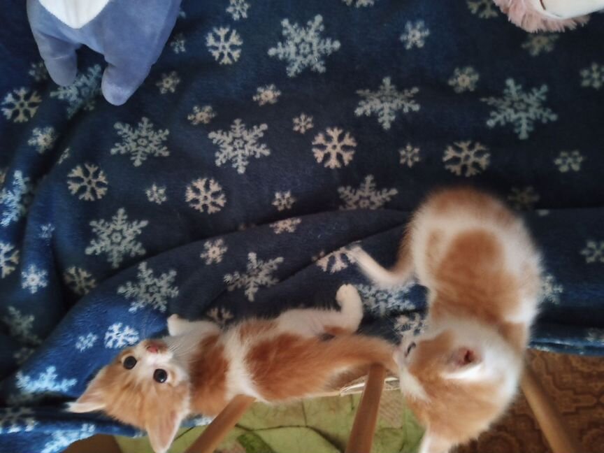 Рыжий котенок в добрые руки