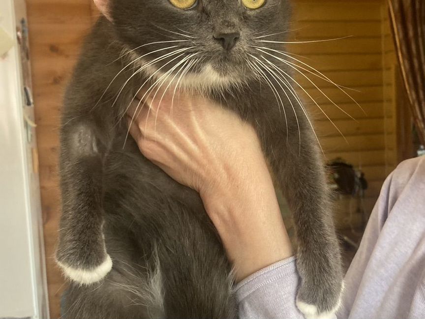 Котик Саймон около годика